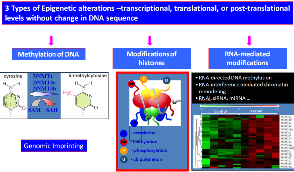 Epigenetics and Public Health: Why We Should Pay Attention | Blogs | CDC
